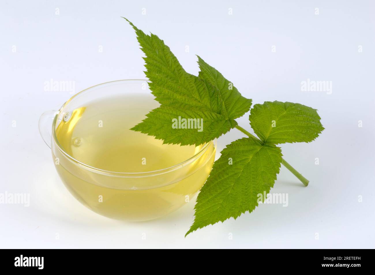 Cup raspberry leaf tea, raspberry (Rubus idaeus), raspberry leaf tea ...