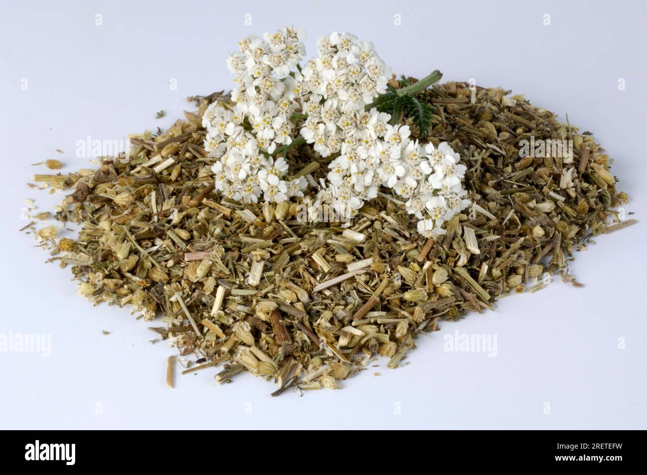 Dried yarrow (Achillea millefolium Stock Photo - Alamy