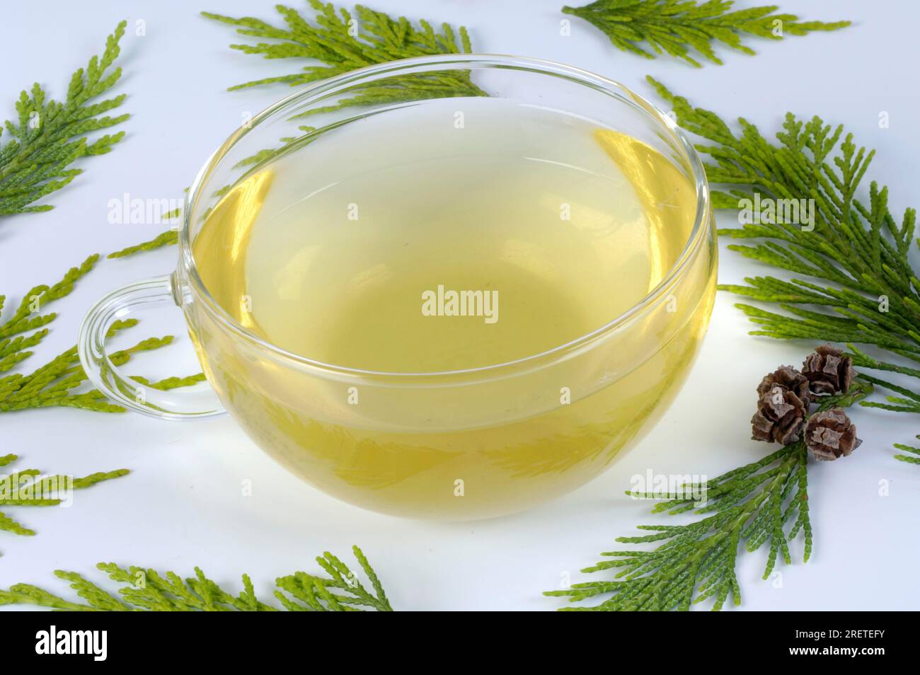 Thuja occidentalis (Thuja occidentalis), Cup of Thuja Tea, Common Thuja ...