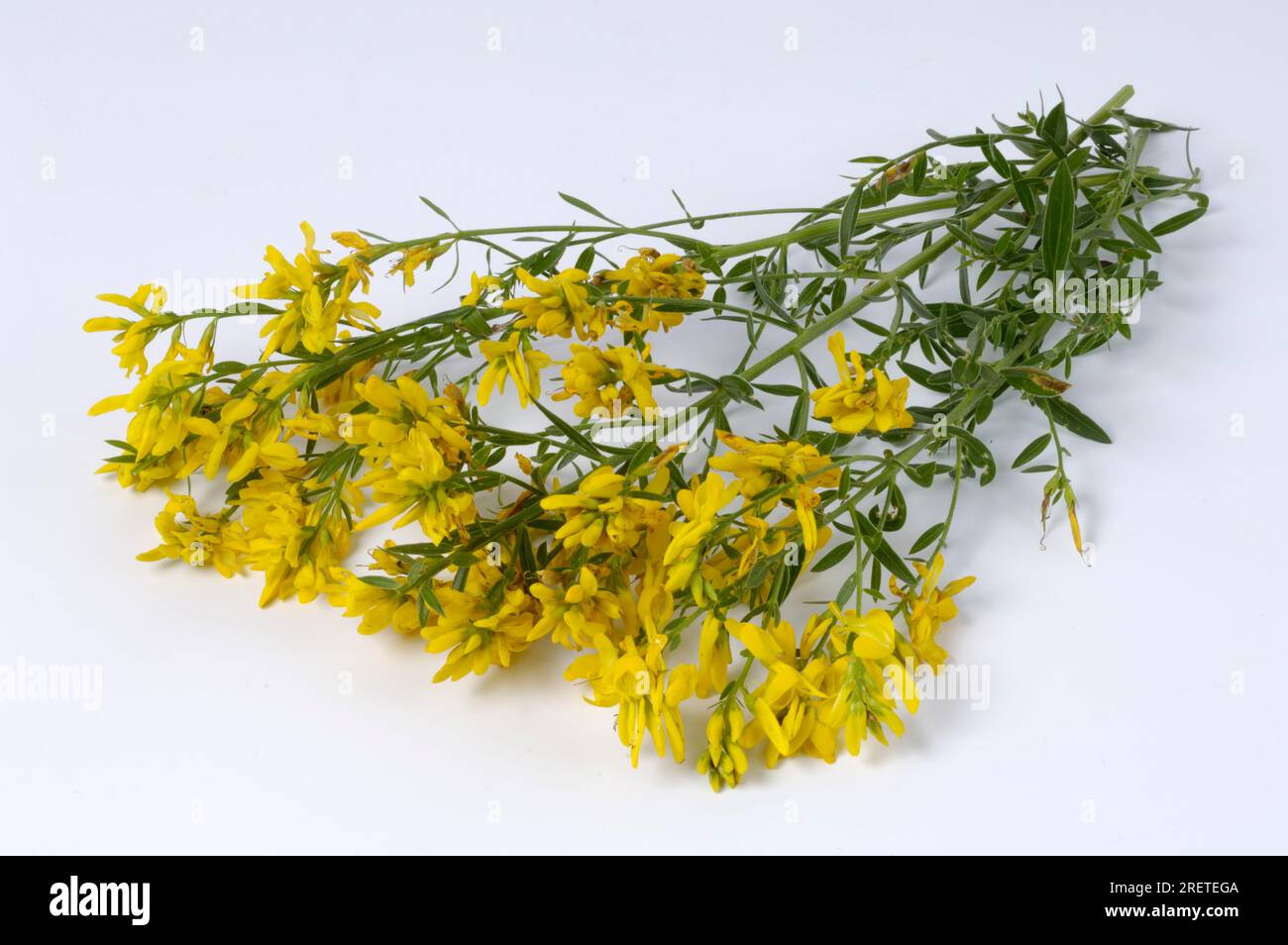 (Genista tinctoria), dyer's broom Stock Photo - Alamy