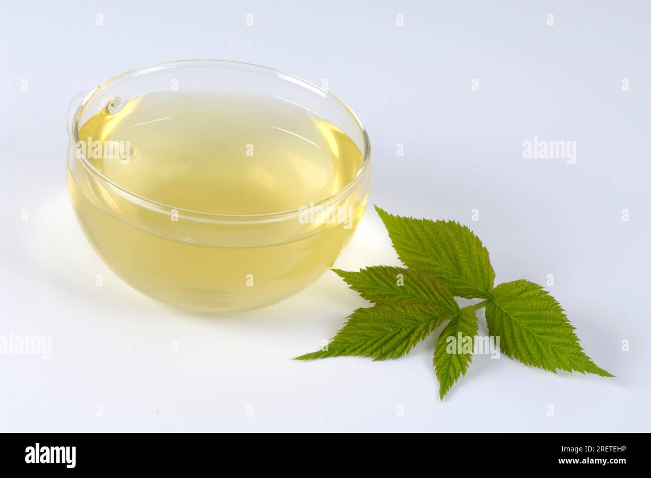 Cup raspberry leaf tea, raspberry (Rubus idaeus), raspberry leaf tea ...