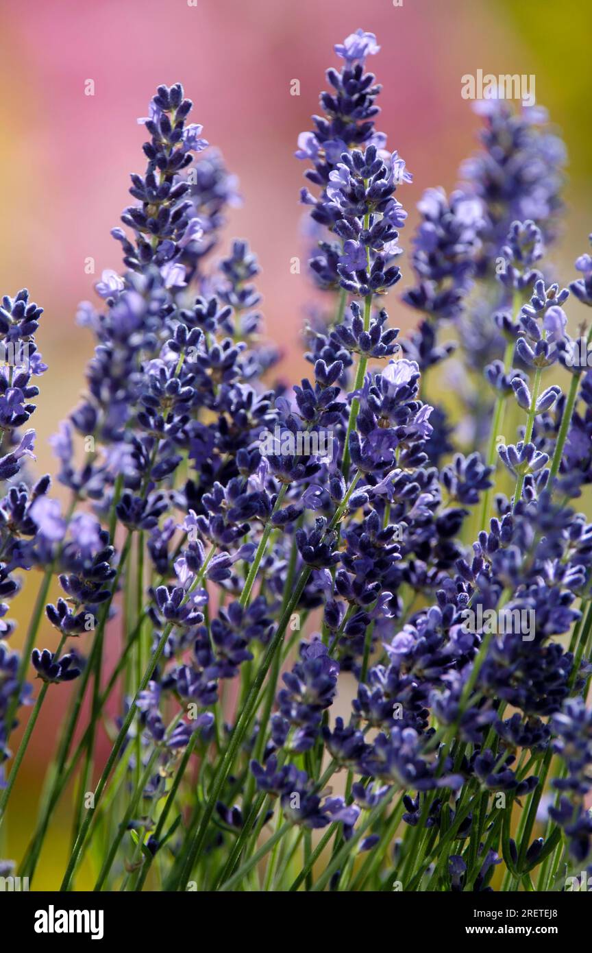 True lavender (Lavandula angustifolia Stock Photo - Alamy