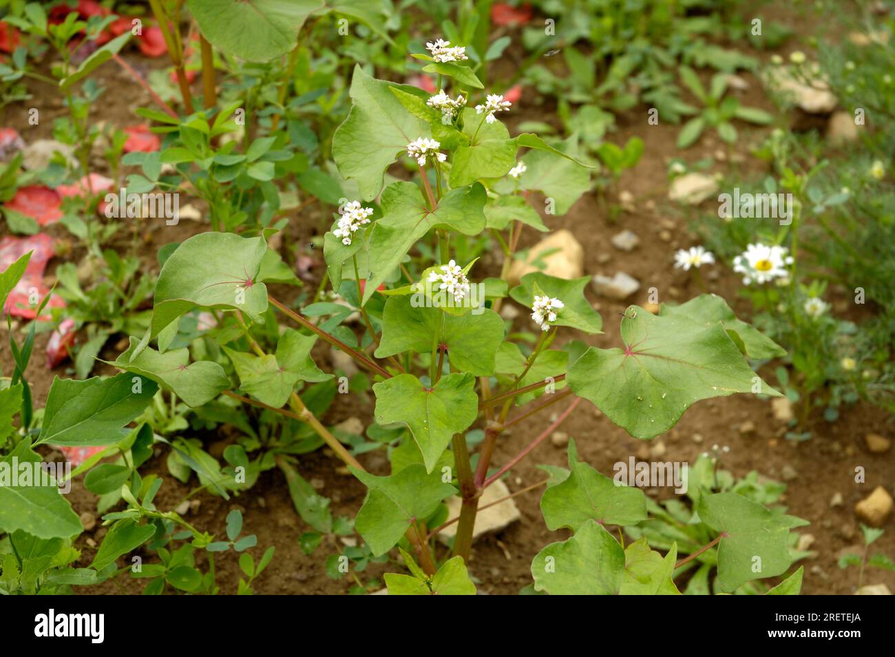 Common buckwheat (Fagopyrum esculentum Stock Photo - Alamy
