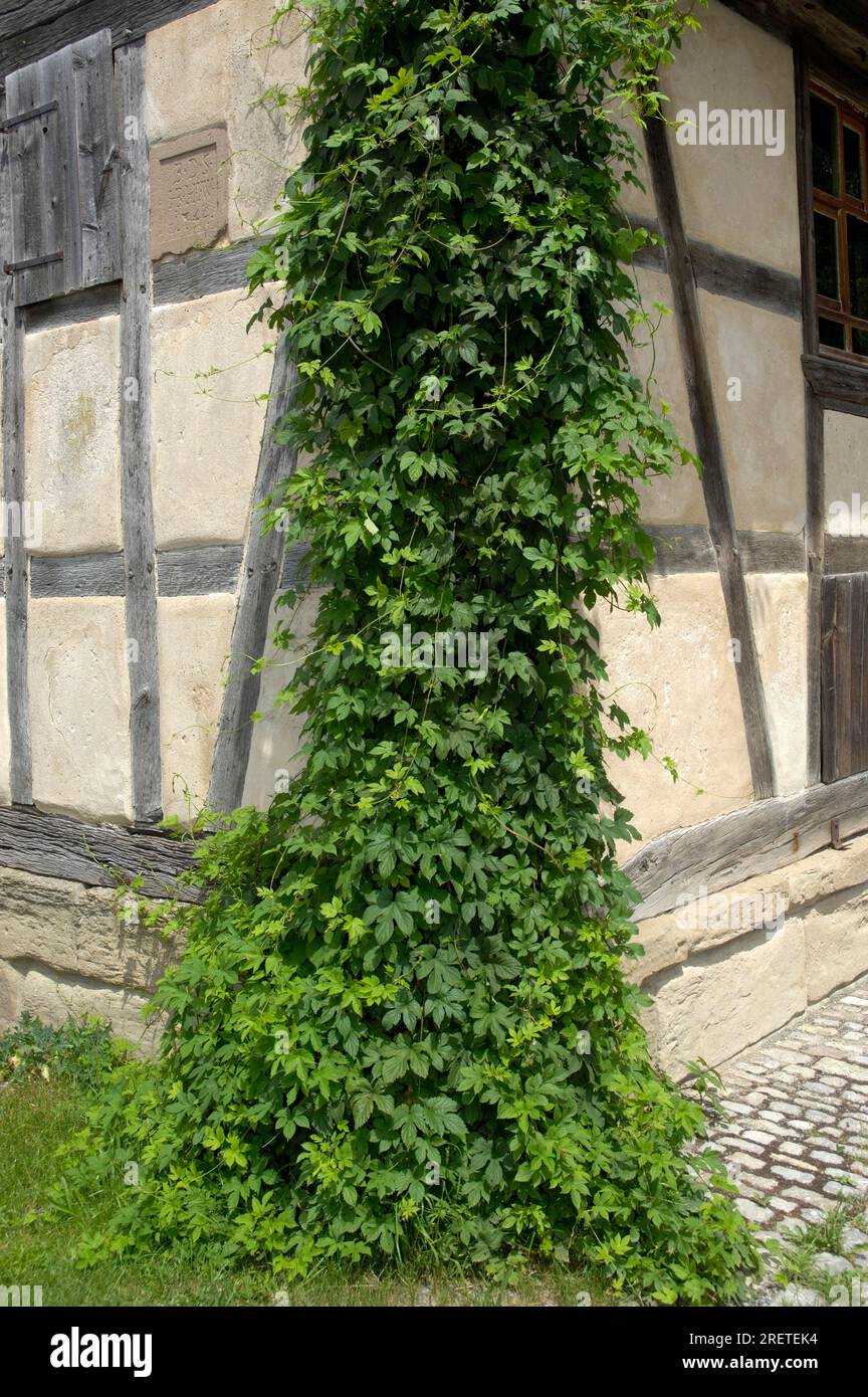 Common hop (Humulus lupulus) canopies the wall of a house Stock Photo ...