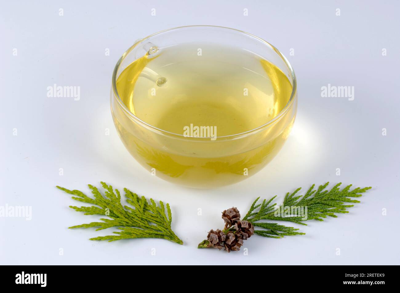 Thuja occidentalis tree hi-res stock photography and images - Alamy