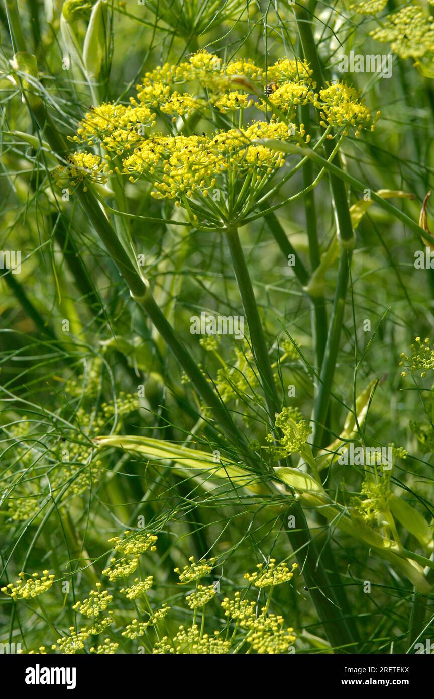 Common fennel hi-res stock photography and images - Alamy
