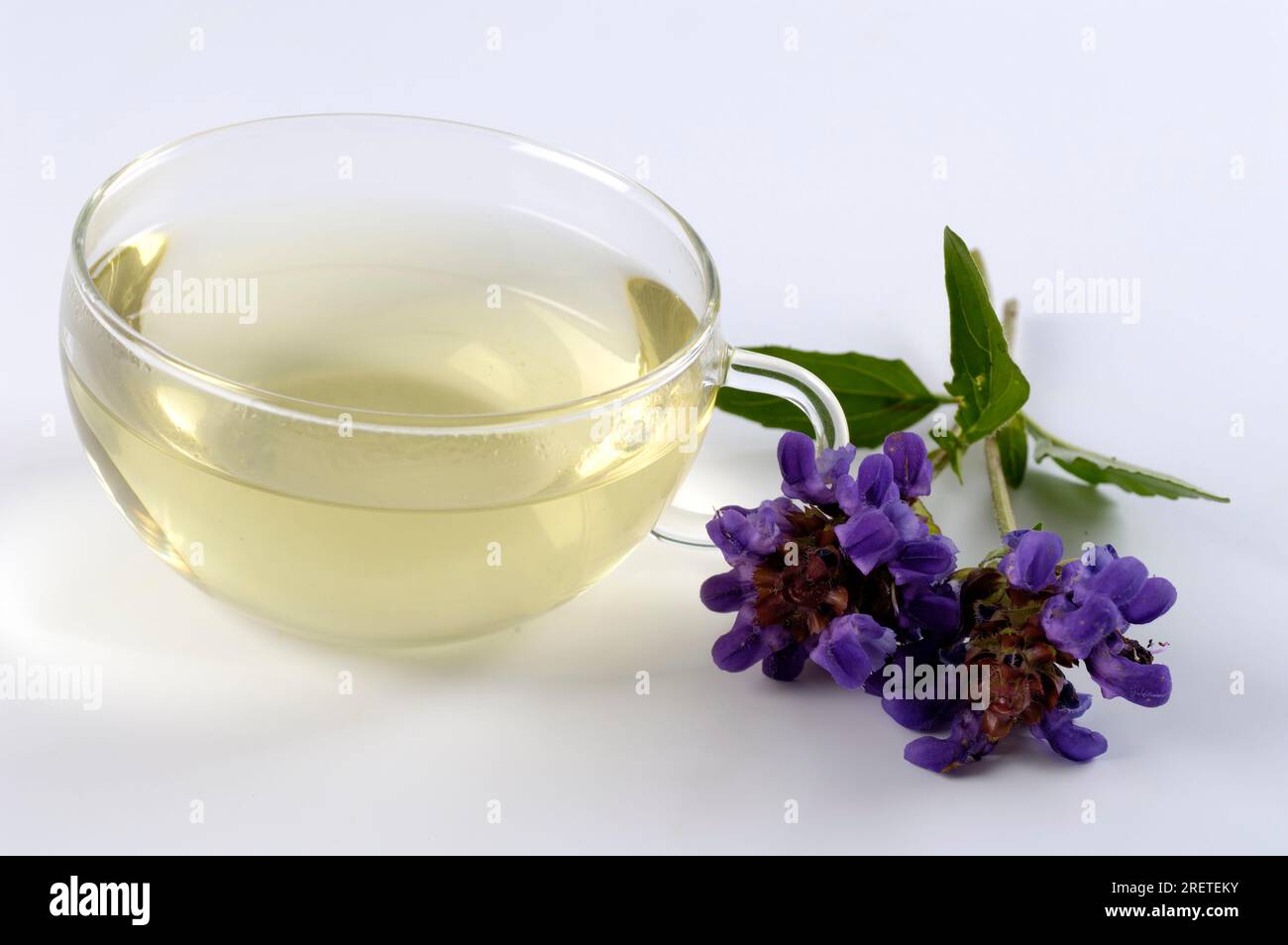 Common selfheal (Prunella vulgaris), cup with brownelle tea, brownelle ...