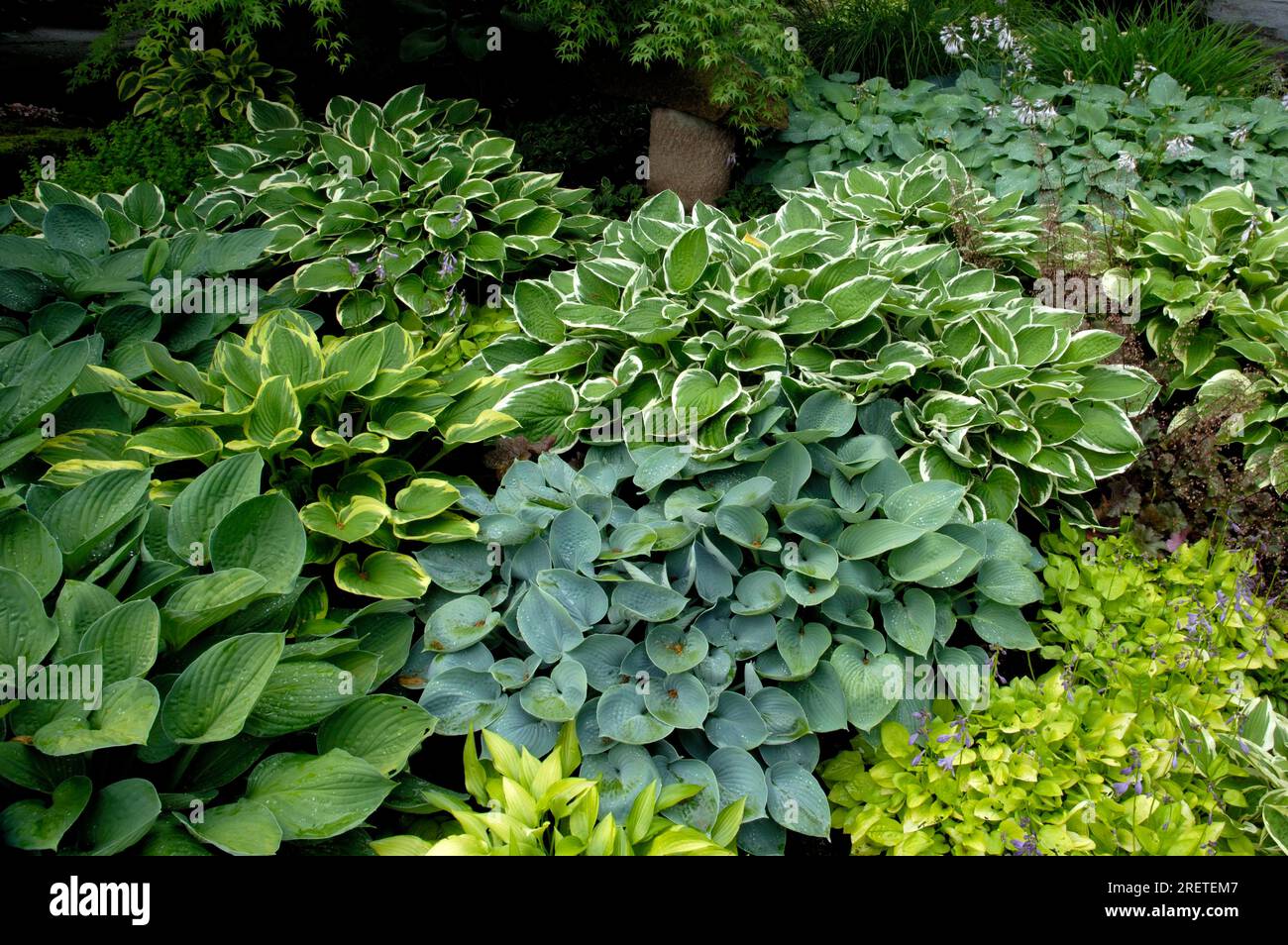 Various species of hostas (Hosta hybrids Stock Photo - Alamy