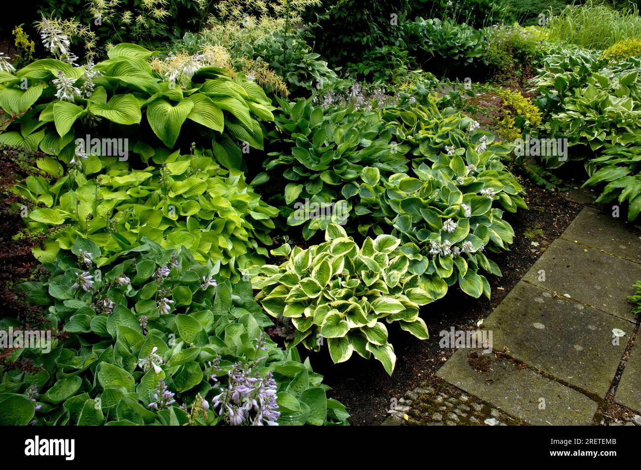 Species difference hi-res stock photography and images - Alamy