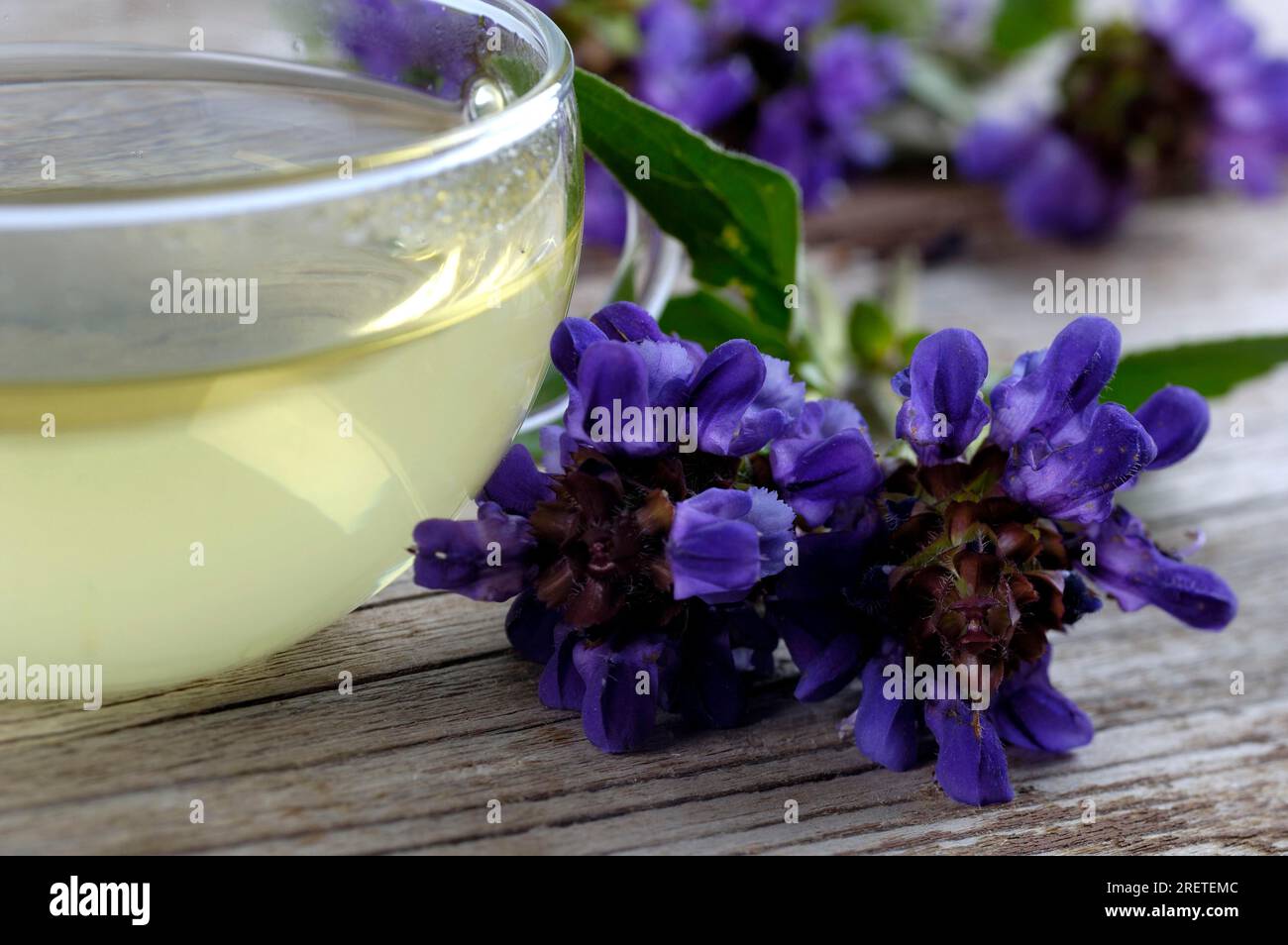 Prunella vulgaris tea hi-res stock photography and images - Alamy