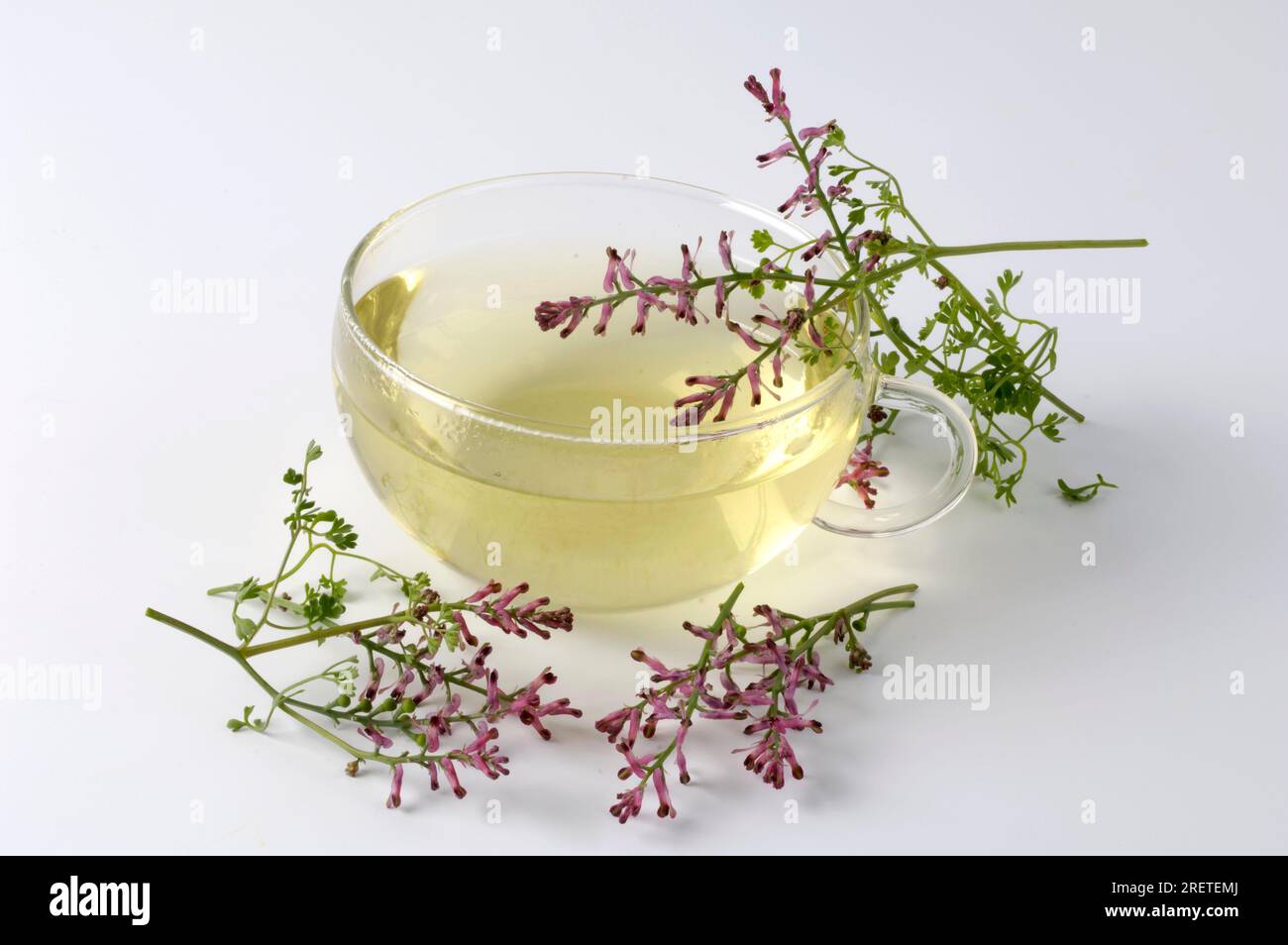 Common Fumitory (Fumaria officinalis), cup of fumitory tea, fumitory ...