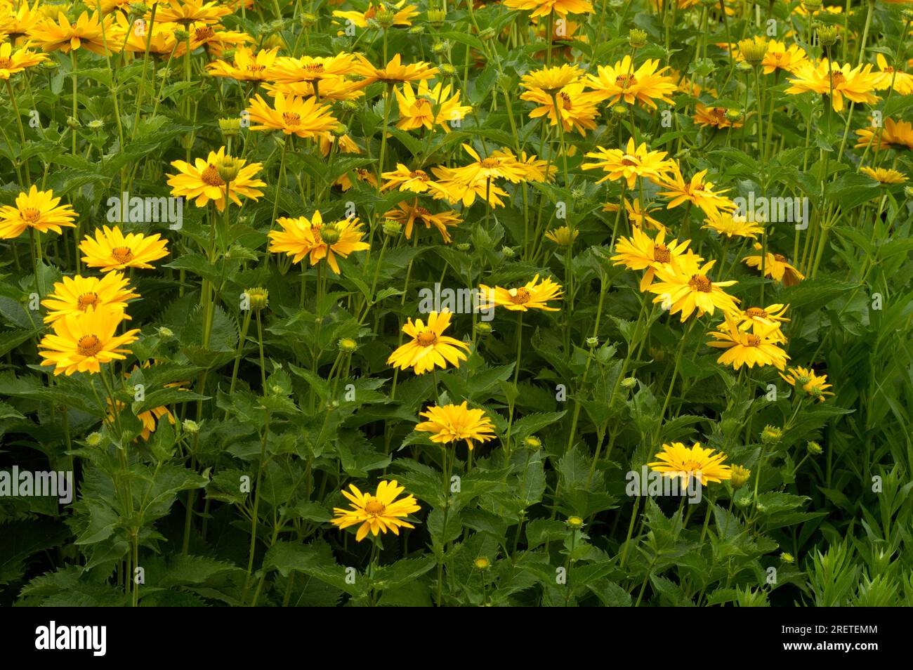 Ox-eye sunflower 'Vesuvius' (Heliopsis helianthoides var. scabra Stock ...