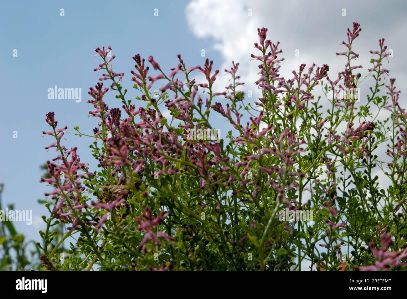 Common Fumitory (Fumaria officinalis Stock Photo - Alamy