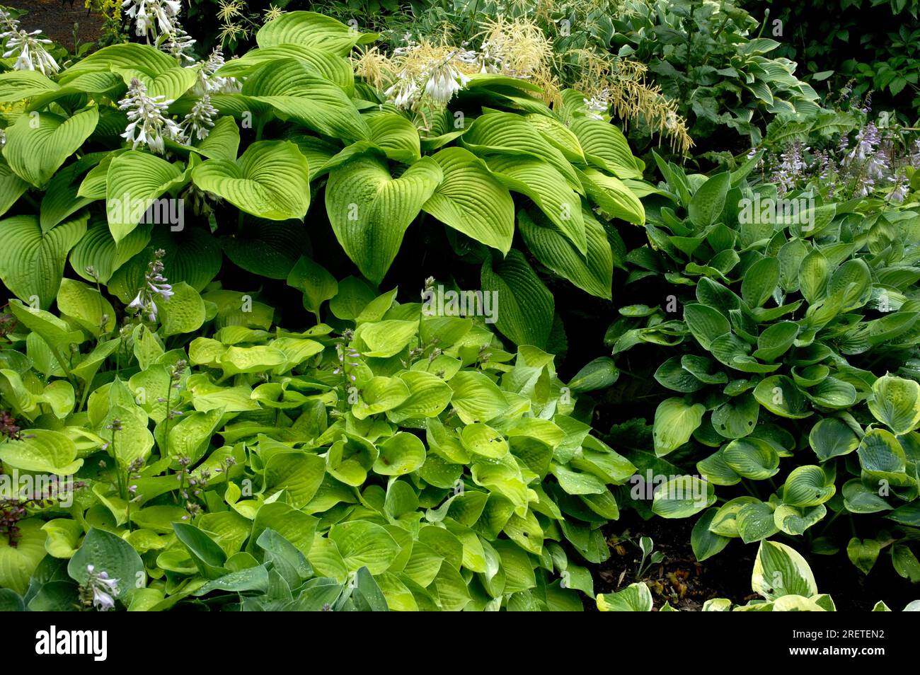 Hosta hybrids hi-res stock photography and images - Alamy