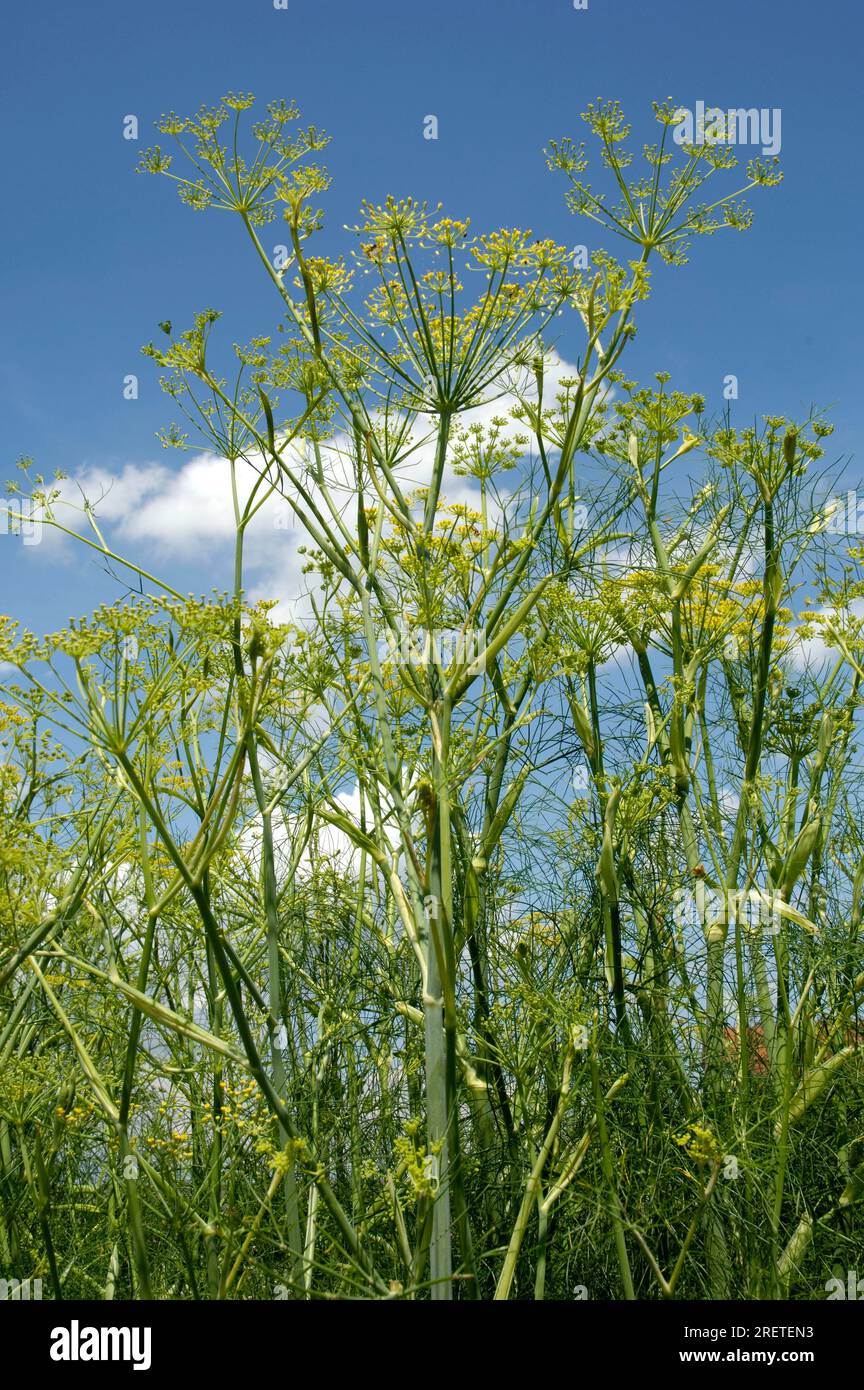 Common fennel (Foeniculum vulgare Stock Photo - Alamy