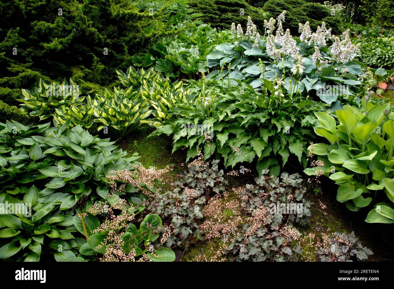 Species difference hi-res stock photography and images - Alamy