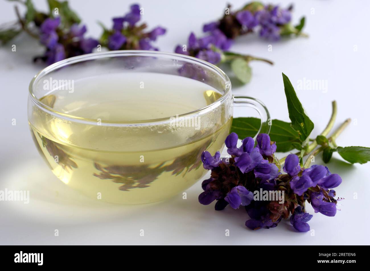Common selfheal (Prunella vulgaris), cup with brownelle tea, brownelle ...