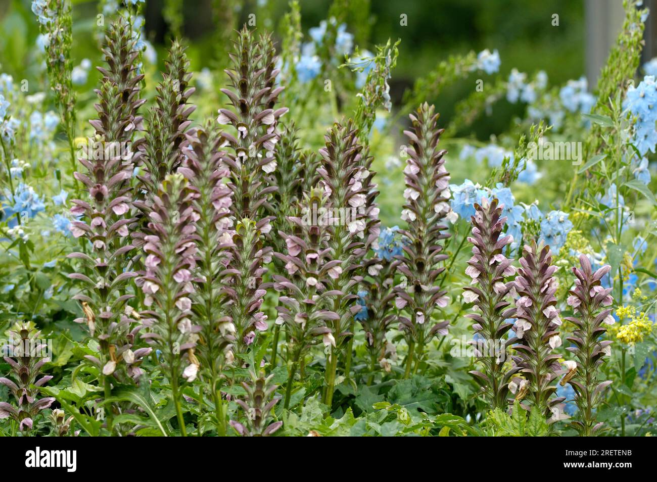Bear breeches (Acanthus hungaricus Stock Photo - Alamy