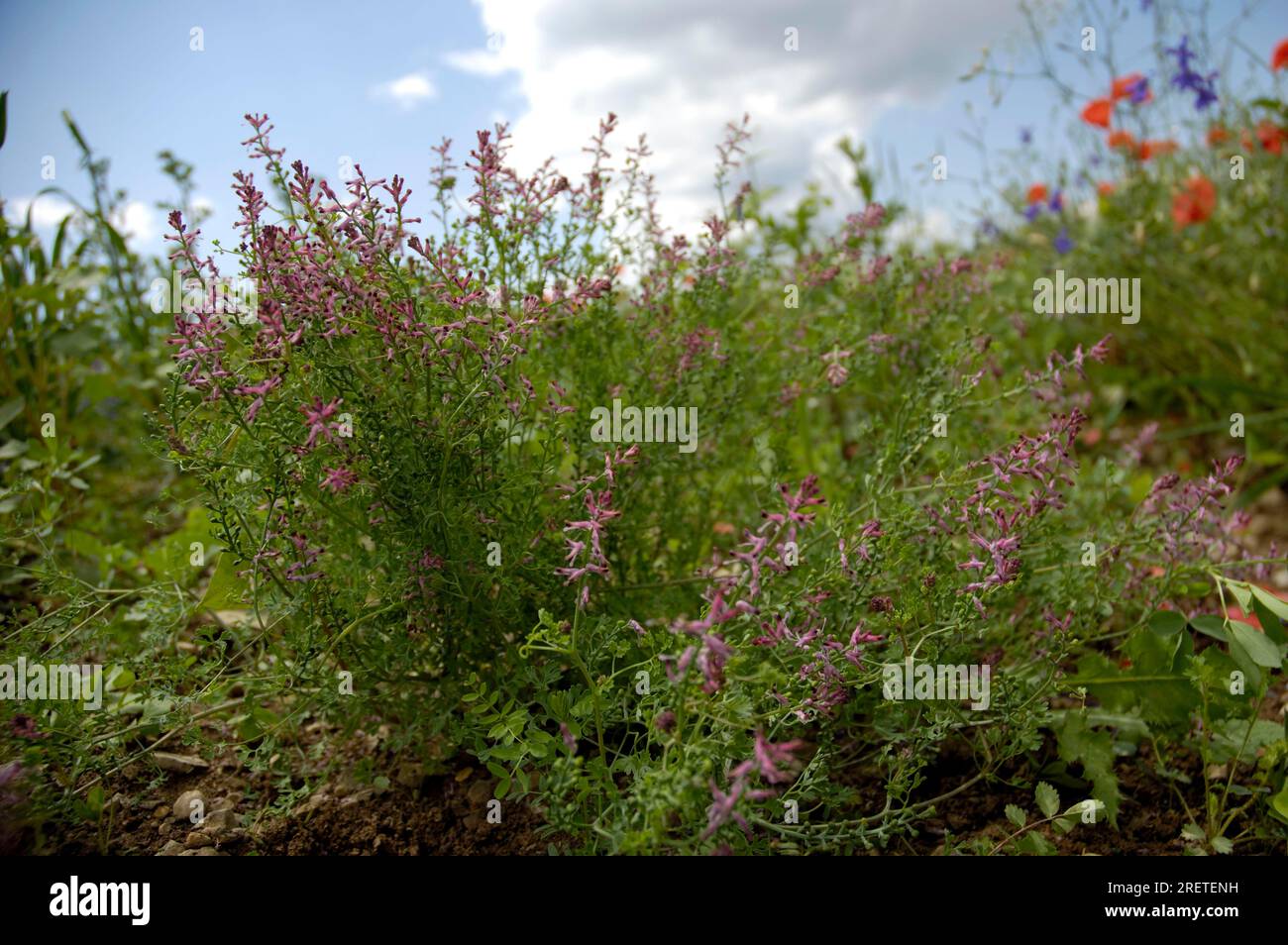 Common Fumitory (Fumaria officinalis Stock Photo - Alamy