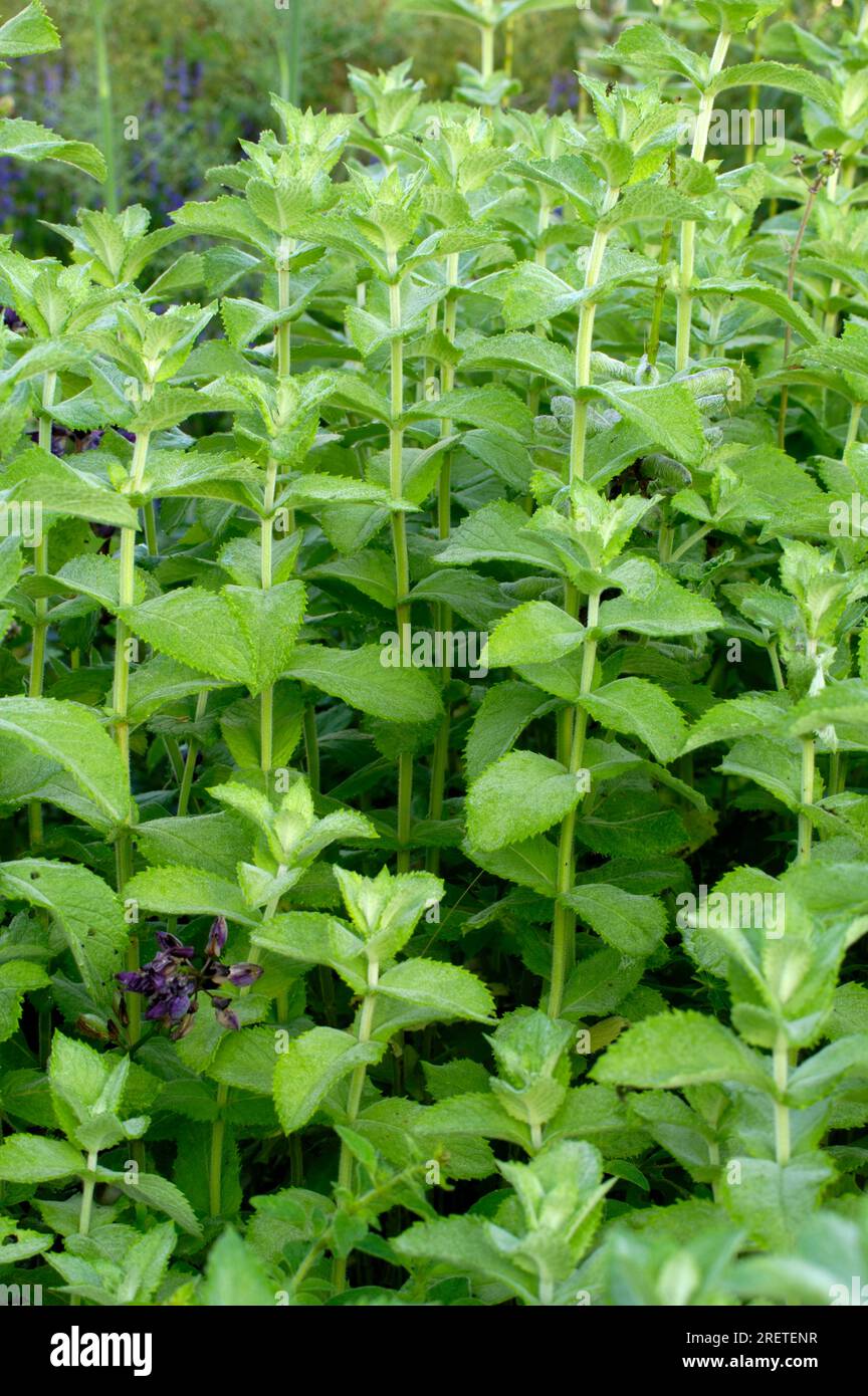 Apple mint 'Bowles' (Mentha x rotundifolia), round-leaved mint Stock ...