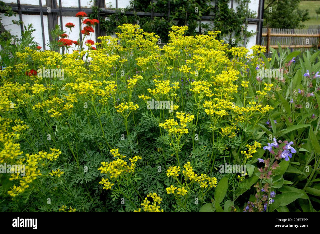 Rue (Ruta graveolens Stock Photo - Alamy