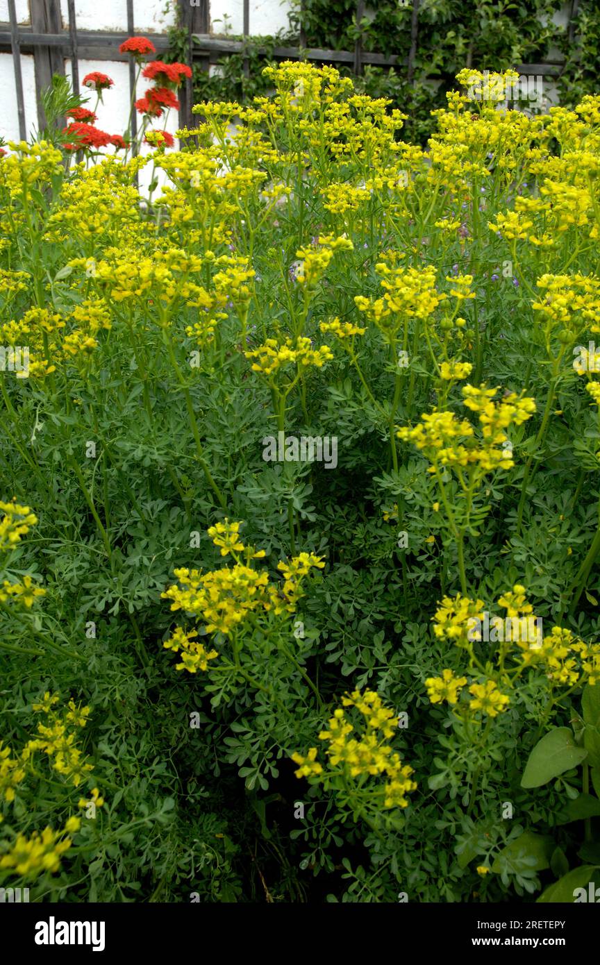 Botany rutaceae common rue hi-res stock photography and images - Alamy