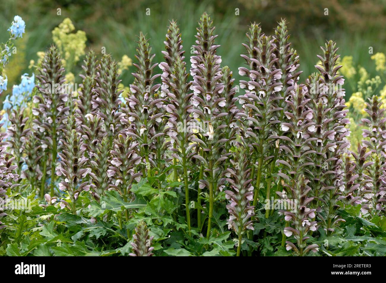 Bear breeches (Acanthus hungaricus Stock Photo - Alamy