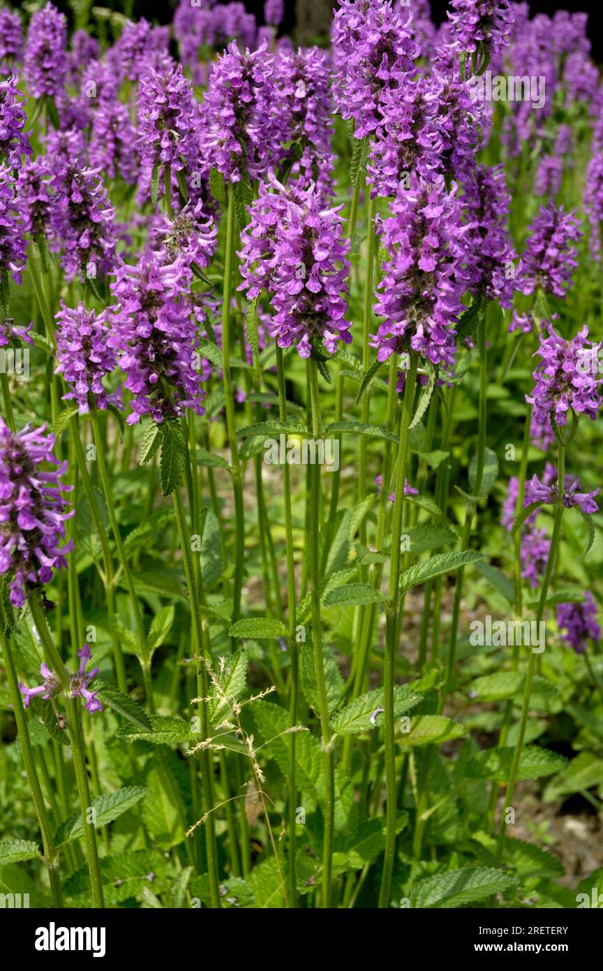 Wood betony (Stachys officinalis) Bishop's root Stock Photo - Alamy