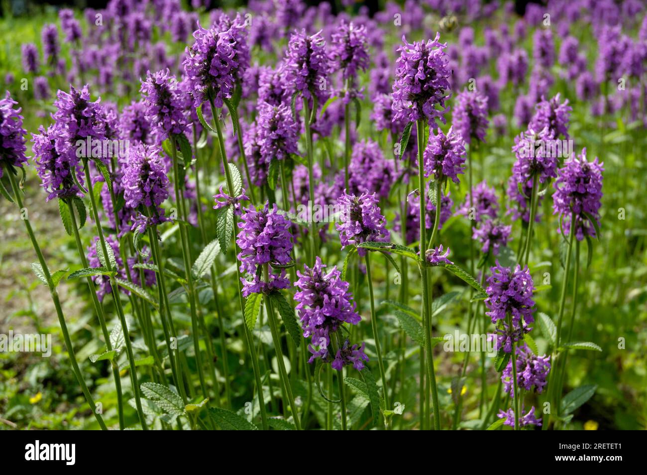 Wood betony (Stachys officinalis) Bishop's root Stock Photo - Alamy