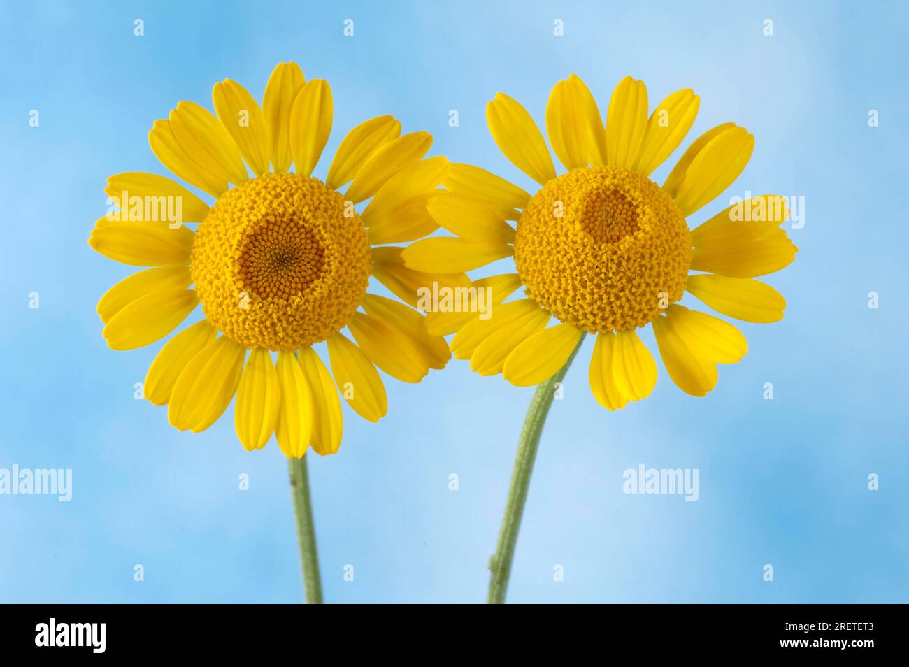 Golden daisy, yellow chamomile (Anthemis tinctoria Stock Photo - Alamy