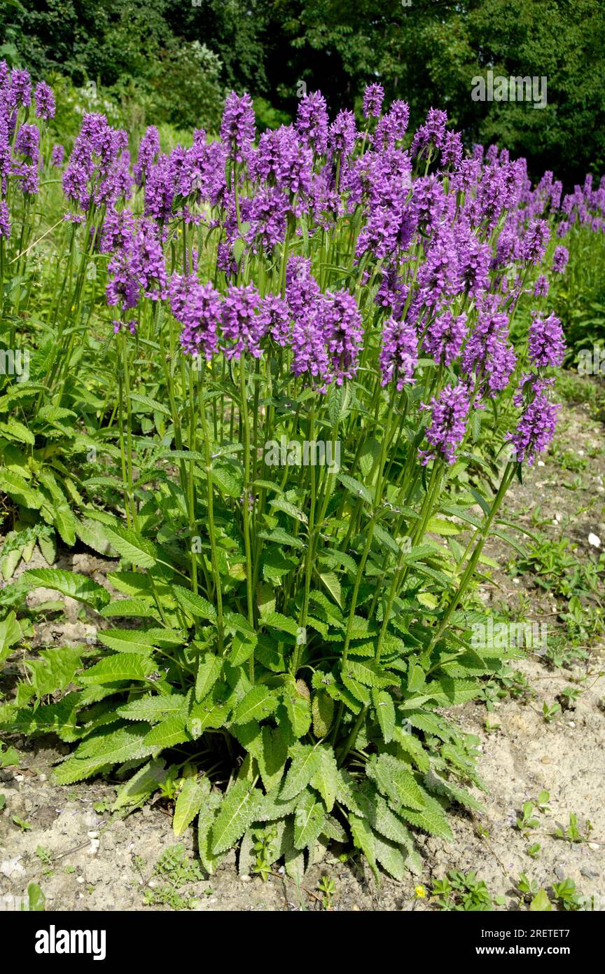 Wood betony (Stachys officinalis) Bishop's root Stock Photo - Alamy