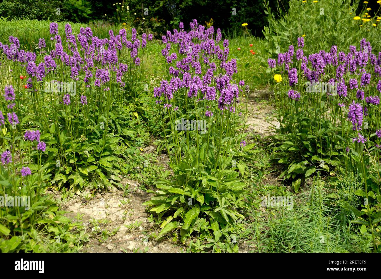 Wood betony (Stachys officinalis) Bishop's root Stock Photo - Alamy