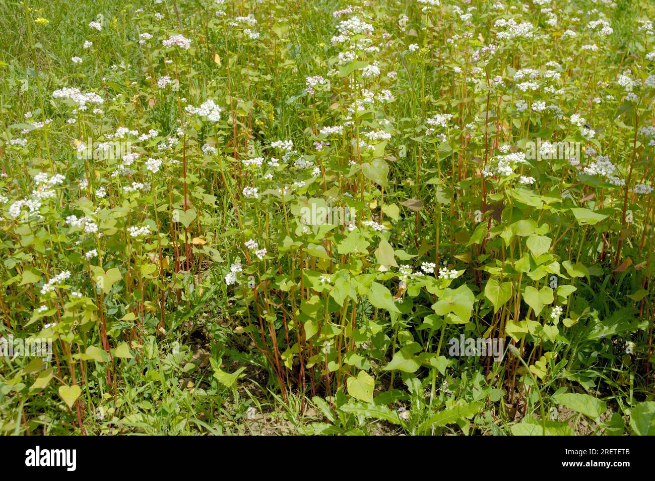 Common buckwheat (Fagopyrum esculentum Stock Photo - Alamy