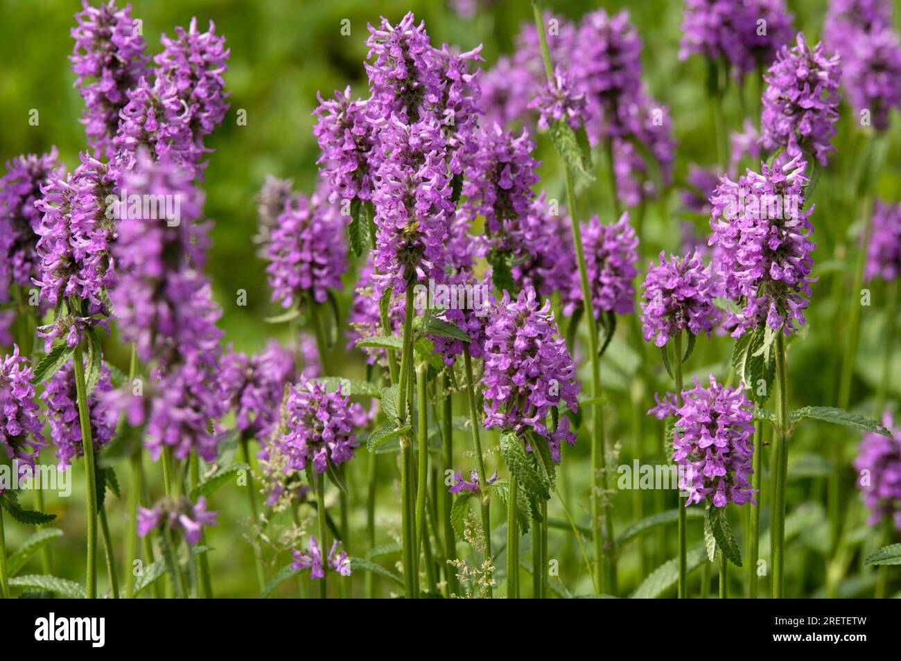 Wood betony (Stachys officinalis) Bishop's root Stock Photo - Alamy