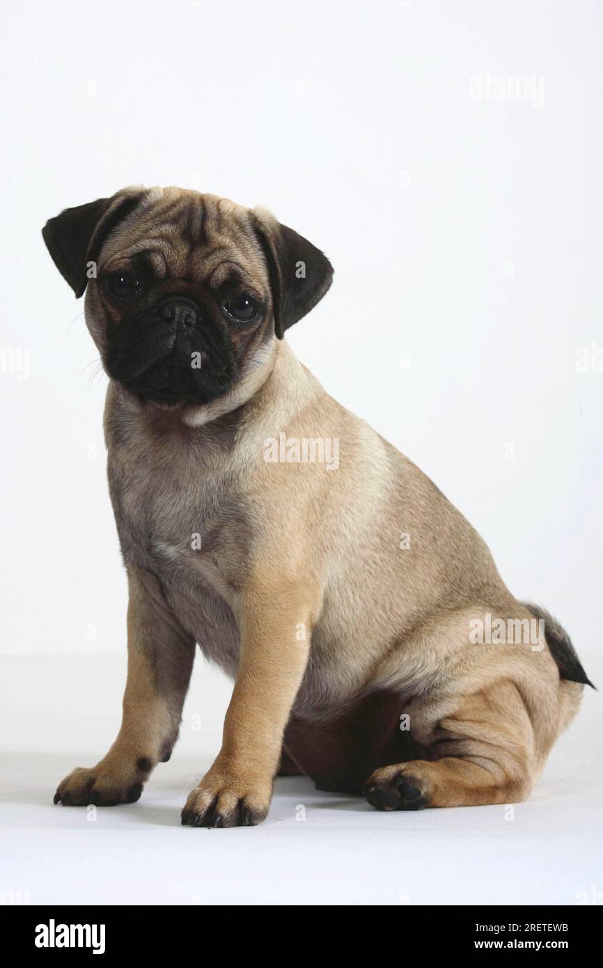 Pug, puppy, 16 weeks Stock Photo - Alamy