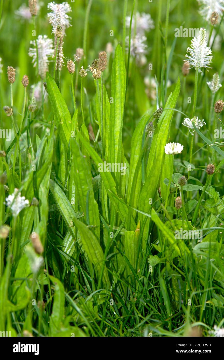 Ribwort Plantain (Plantago lanceolata Stock Photo - Alamy