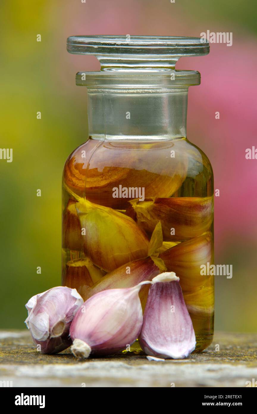 Garlic (Allium sativum) in olive oil Stock Photo - Alamy