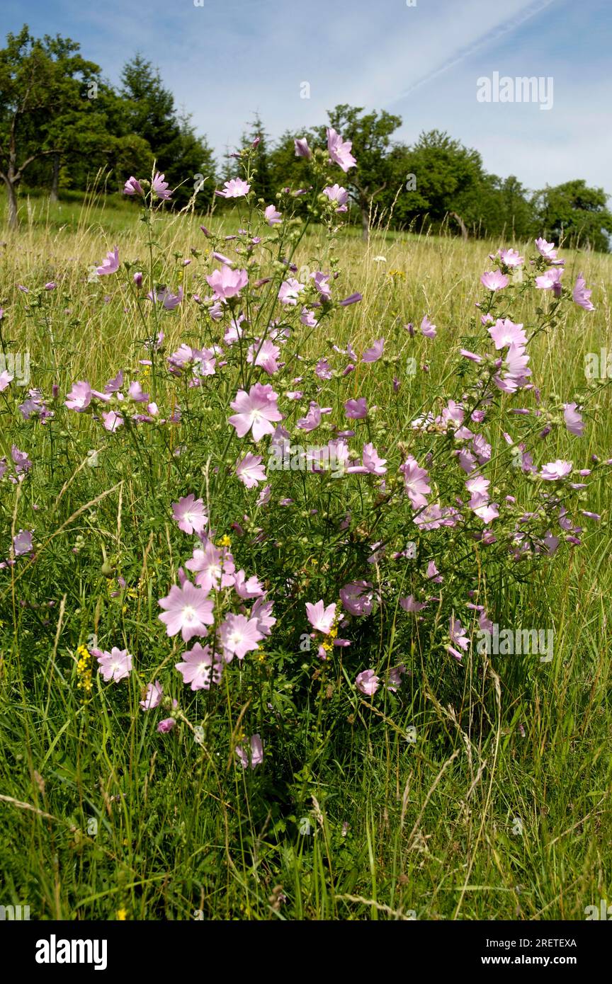 Rose mallow, Greater Musk-mallow (Malva alcea), Rose mallow Stock Photo ...