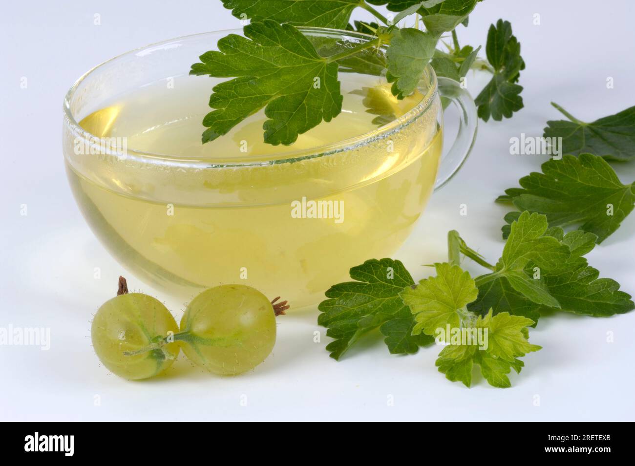 Gooseberries (Ribes uva-crispa), cup of gooseberry tea, gooseberry tea ...