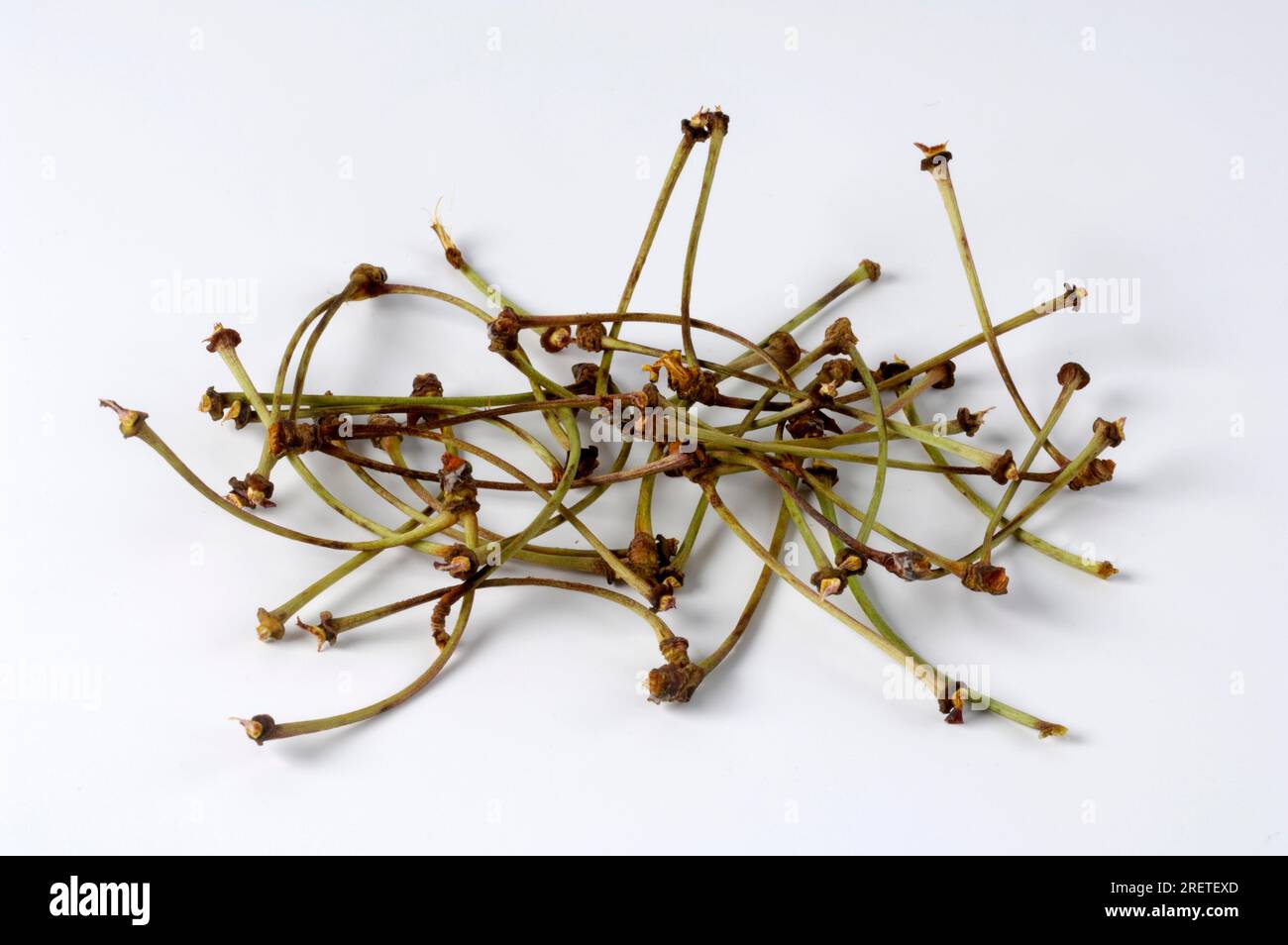 Cherry stems (Prunus), cherry stem, cherry stems Stock Photo - Alamy