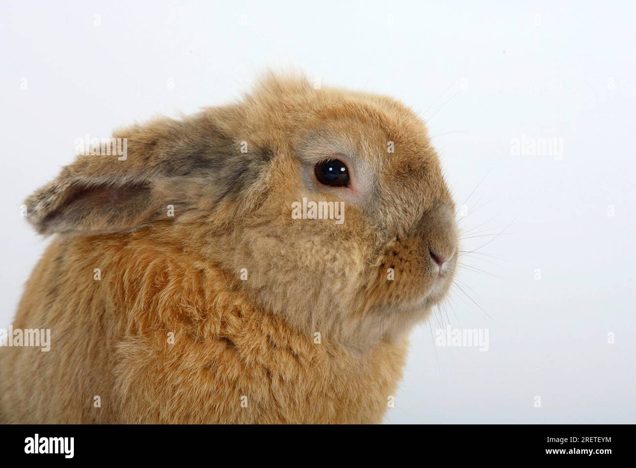 Rabbit head hi-res stock photography and images - Alamy