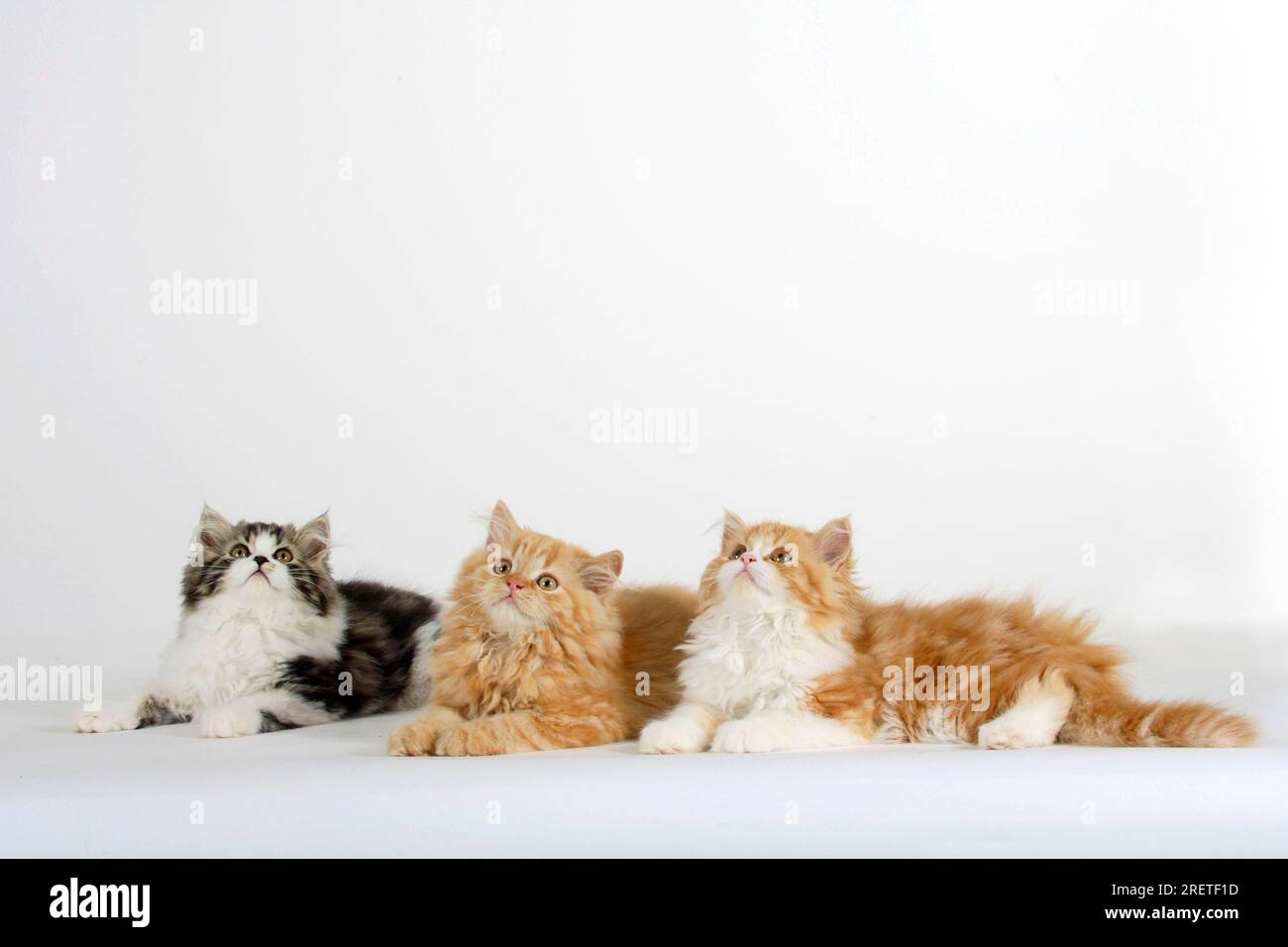 Three persian cats hi-res stock photography and images - Alamy