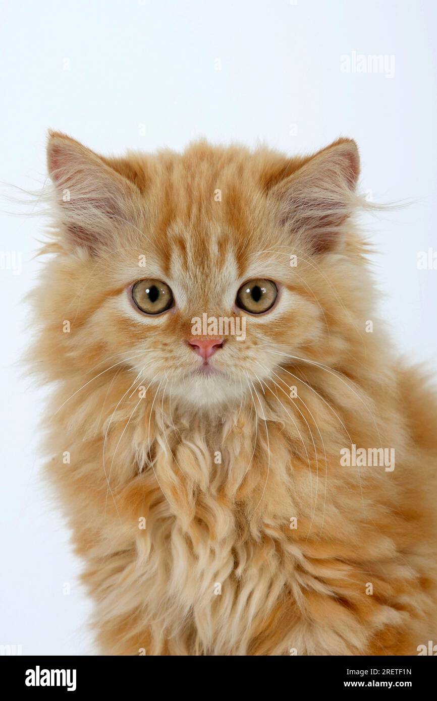 Persian cat, kitten Stock Photo - Alamy