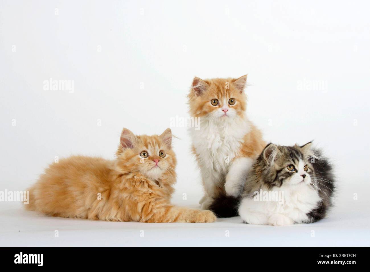 Three persian cats hi-res stock photography and images - Alamy
