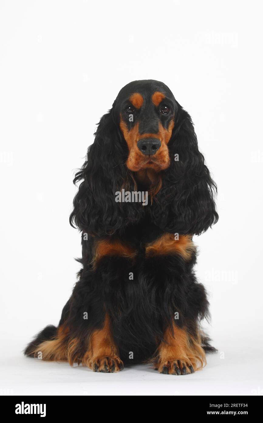 Englischer Cocker Spaniel Braun
