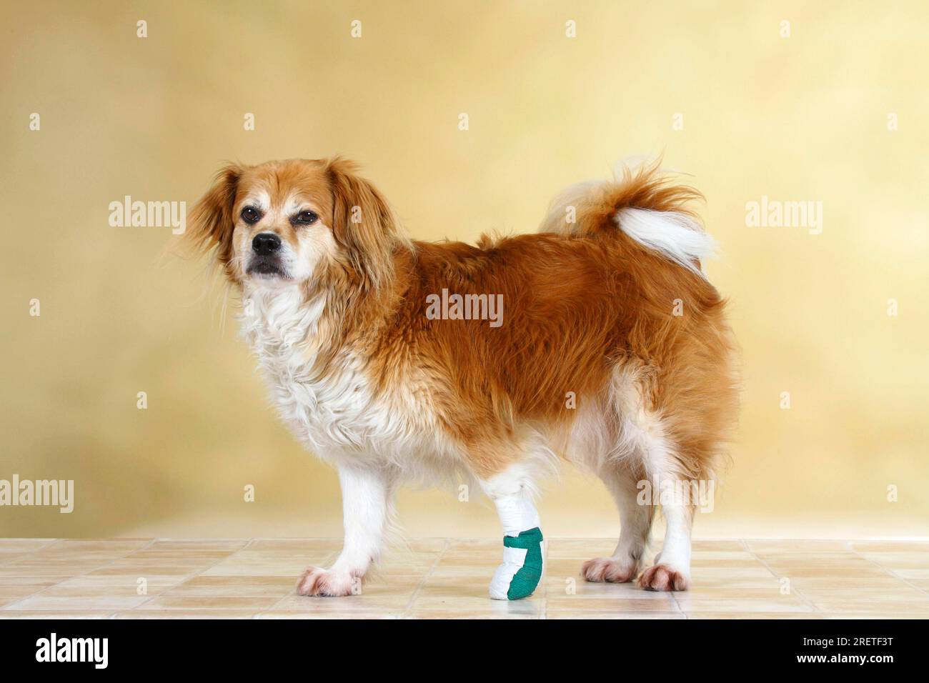 Dog with bandaged paw hi-res stock photography and images - Alamy
