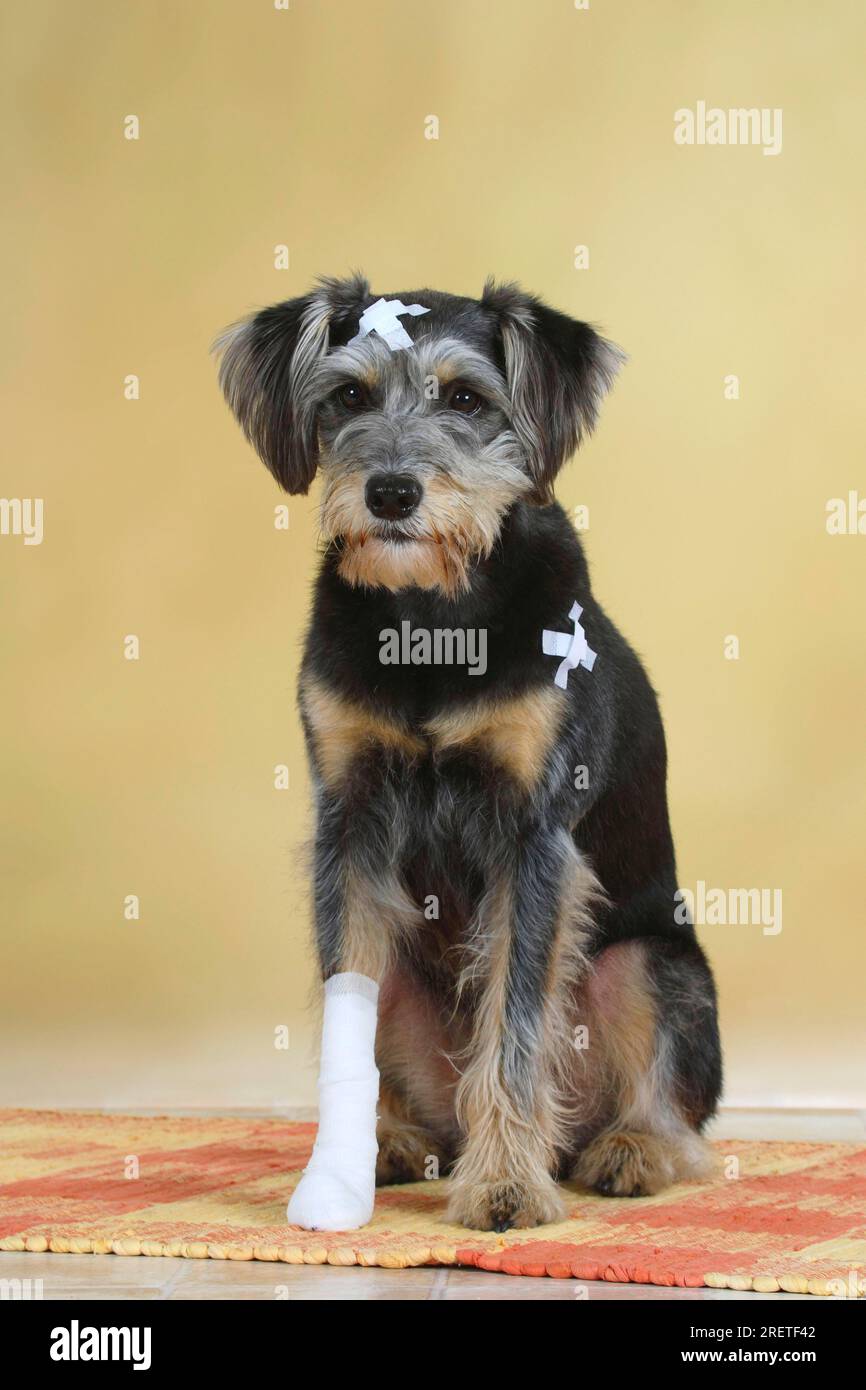 Mixed breed dog with plaster and bandaged paw, bandaged, injured ...
