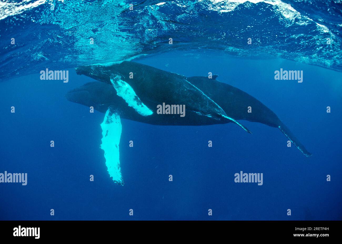 Humpback Whales (Megaptera novaeangliae), female with young, Dominican ...