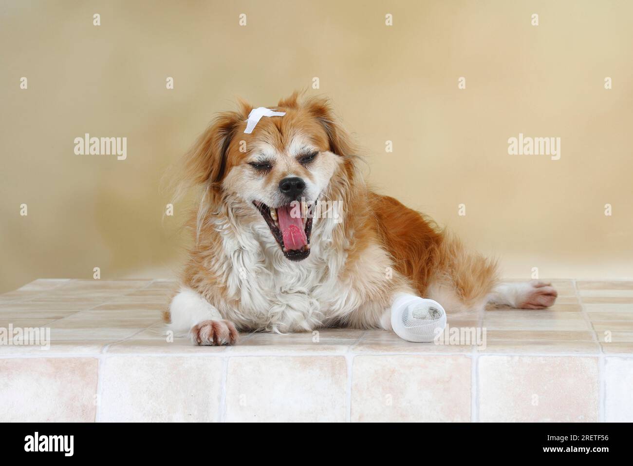 Mixed breed dog with plaster and bandaged paw, bandaged, bandage ...