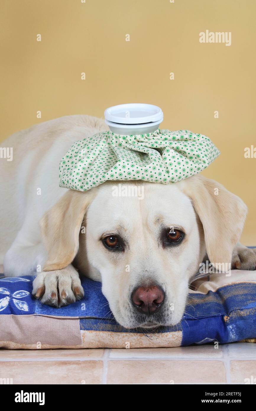 Labrador Retriever with Ice Pack Stock Photo - Alamy